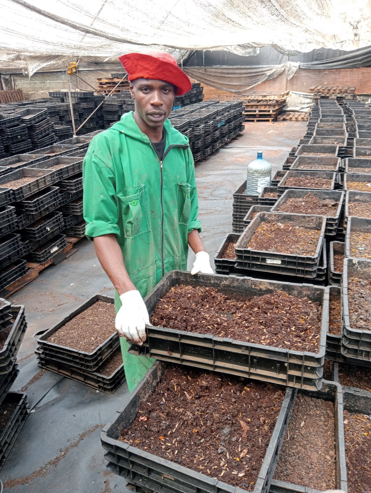 Insects for Poultry Feed